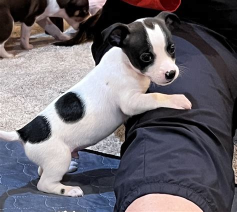 grasshopper — fetch wisconsin rescue