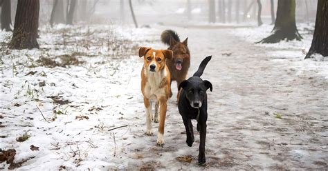 იპოვე მეოთხე ძაღლი და არ დაიკარგო შუა ზამთრის ტყეში Popsugar