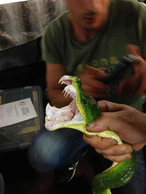 Green Tree Python Mouth Anatomy Function And Characteristics Vital Frog