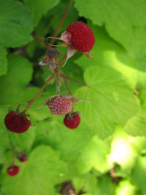 Thimbleberry Experimental Farm Network Seed Store