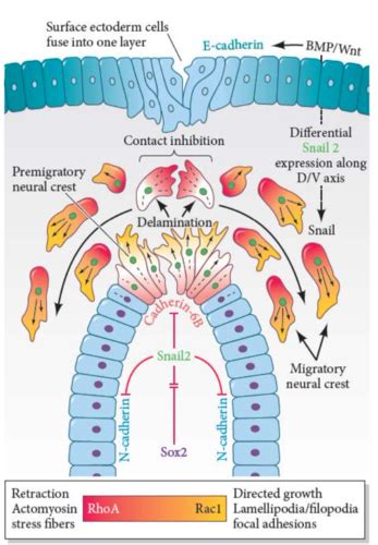 Neural Crest Flashcards Quizlet