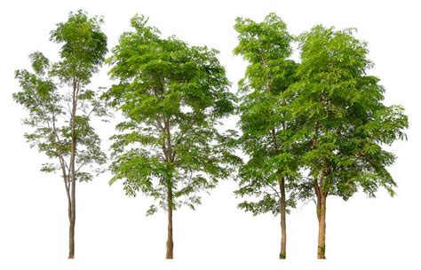 Tree Line Png Stock Photos Free Royalty Free Stock Photos From Dreamstime