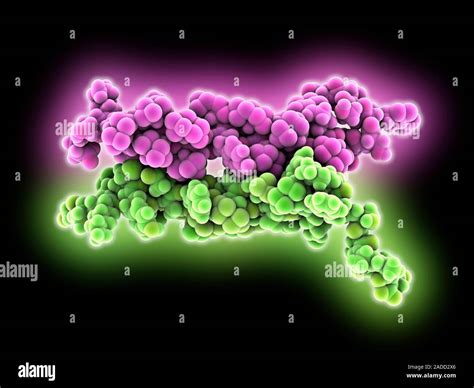 Zeta Zeta Transmembrane Dimer Computer Model Showing The Structure Of The Zeta Zeta