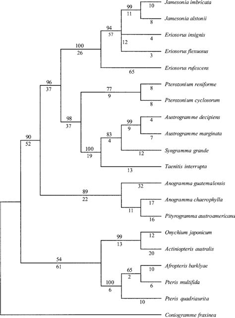 Parsimony Analysis Of Molecular Data Set Strict Consensus Of Two Most