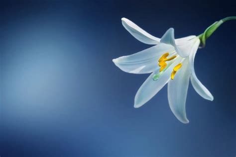 In Memoriam Chris Cherry School Of European Culture And Languages University Of Kent