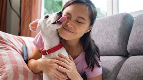Are Dog Licks A Sign Of Affection
