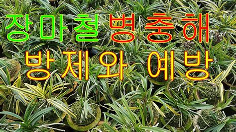 난초풍란 석곡의 병충해의 방제와 예방장마철 대비 네이버 Tv