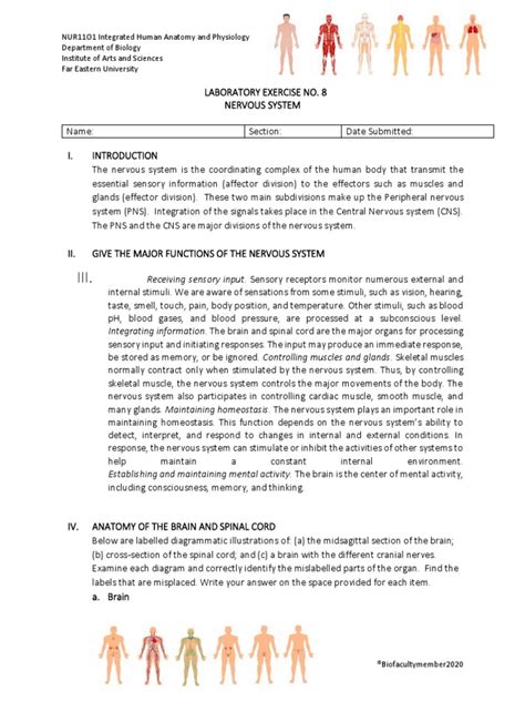 Lab Exercise 8 Pdf Nervous System Central Nervous System