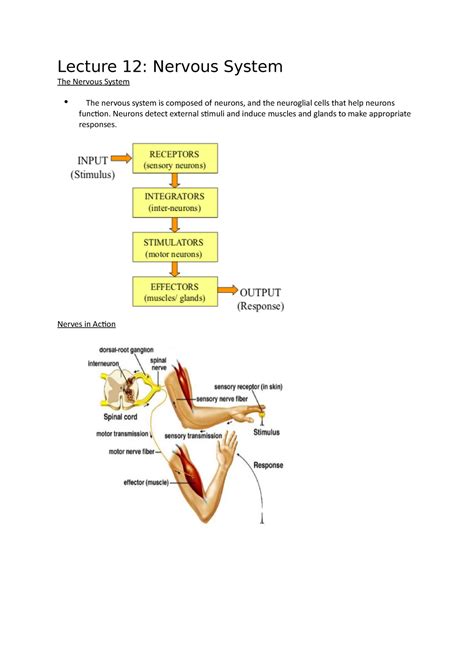 BIOL Lecture The Nervous System Lecture Nervous System The Nervous System The