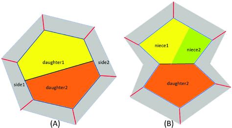 An Example Of Two Consecutive Cell Divisions Download Scientific Diagram