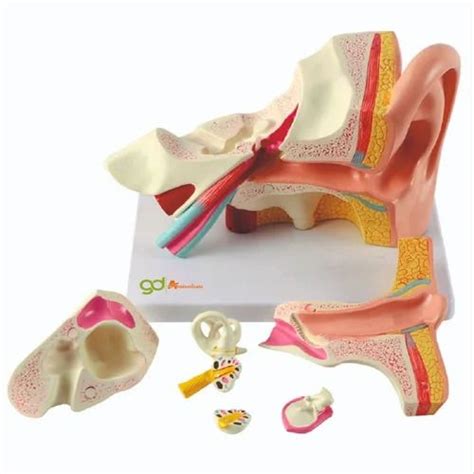 ear anatomgd anatomicals highly detailed human ear model y model