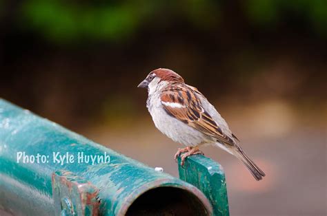 Male Sparrow Satisfied After Mating At HighPark Kyle Huynh Flickr