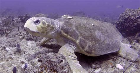 Sea Turtle Shell Armor And Efficiency Trade Offs Environment Coastal