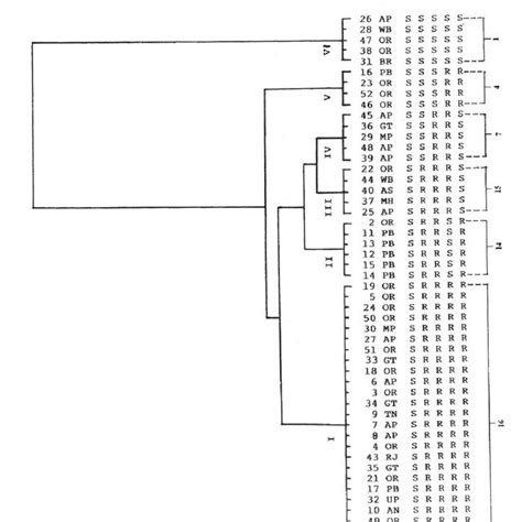 Dendrogram Showing The Similarity And Successive Clustering Of 52