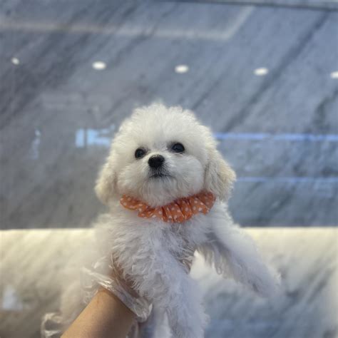 비숑프리제 송이 이탈리아그레이하운드입양 치와와입양 폼스키입양 폼치입양 폼피츠입양 푸숑입양 고양이입양 랙돌입양 러시안블루입양