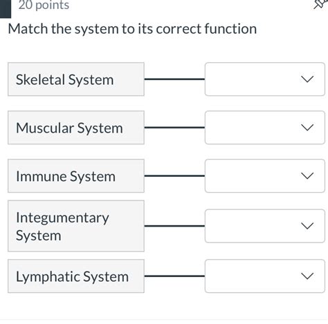Solved Points Match The System To Its Correct Function Skeletal System Muscular System