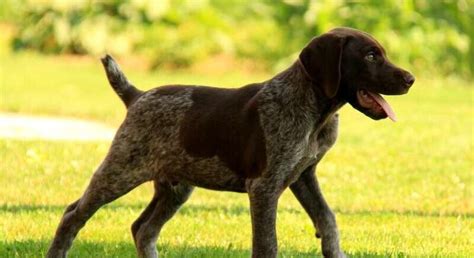 German Shorthaired Pointer Meet Chocolate A Puppy For Adoption