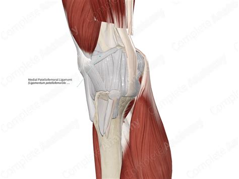 Medial Patellofemoral Ligament Complete Anatomy