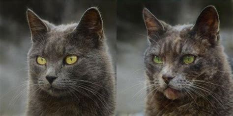 additional text driven manipulation results on the cat images obtained