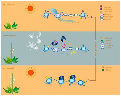 Agronomy Free Full Text Long Non Coding Rnas Rising Regulators Of