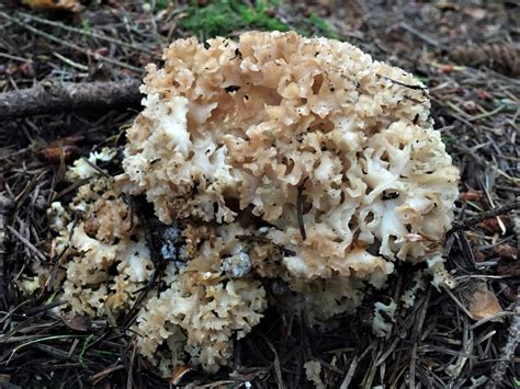 Cauliflower Fungus