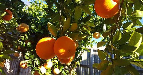 Oc Means Orange Content Album On Imgur