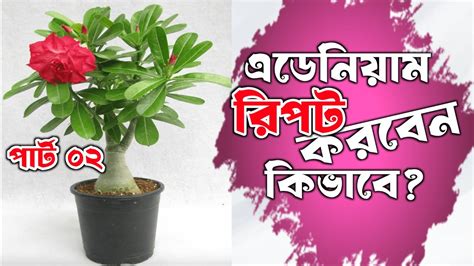এডেনিয়াম রিপটিং কিভাবে করবেনadenium Repotting Tips Part 2 মিডিয়া তৈরি ও টবে রোপণ Green Leaf