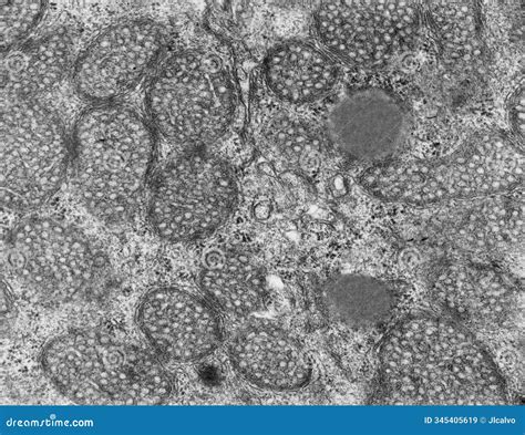 Mitochondria Royalty Free Stock Image 44799580