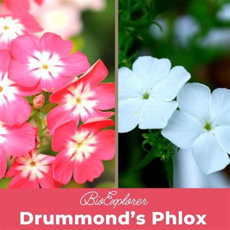 Drummonds Phlox Flower Phlox Drummondii Wildflower Bioexplorer