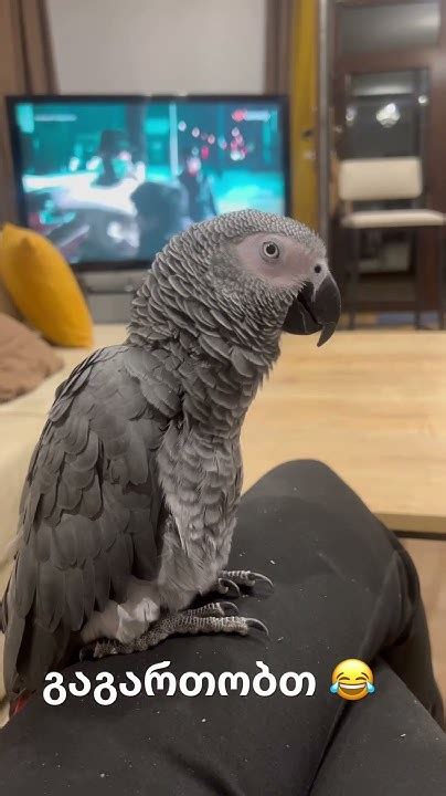 სასაცილო თუთიყუში Funny Youtube