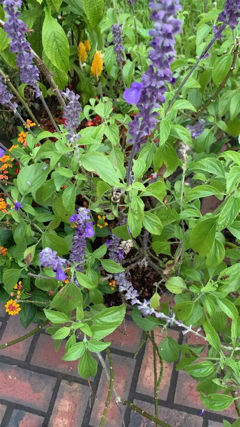 Sleepy Bee Homey R Gardening