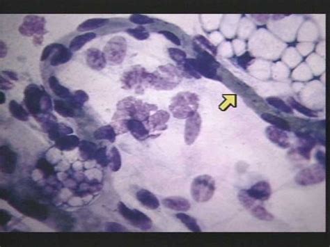 L3 Histology Of Microcirculation Flashcards Quizlet