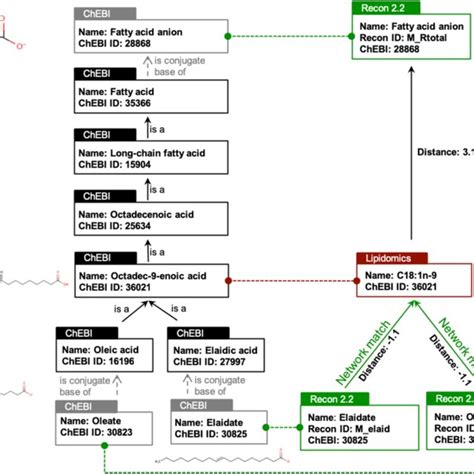 example of lipid mapping relevant part of the chebi ontology is download scientific diagram