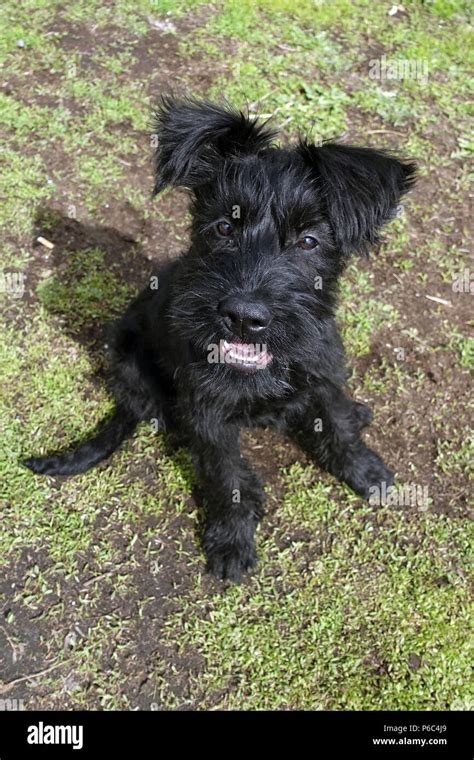 Giant Schnauzer Mix