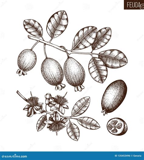 Guava Sketch Drawing Free For Commercial Use High Quality Images