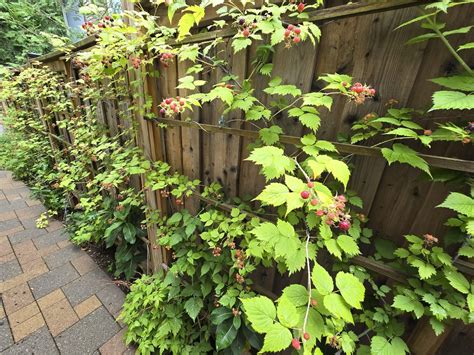 Black Raspberry Trellis Patch R Gardening