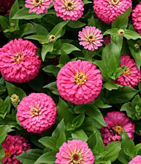 Цинния Исполин — описание, фото и характеристики сорта