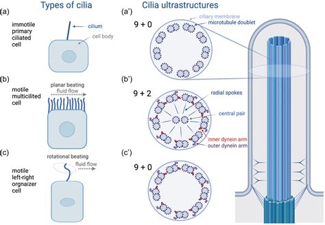 Ciliated Cell Diagram
