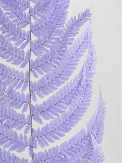 Папороть лісова стабілізована бузкова 60 см купити за ціною 79 грн