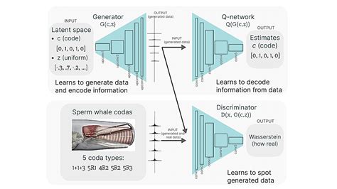 Whale Speech Approaching An Unknown Communication System By Latent Space Exploration And Causal