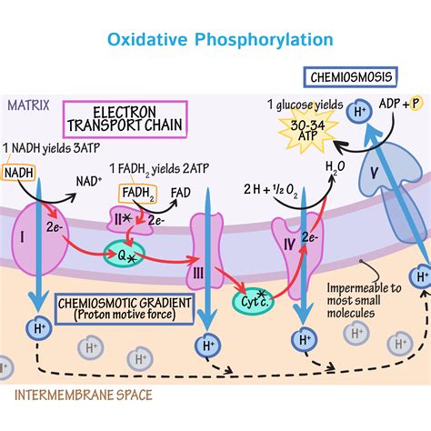 Biochemistry Glossary Oxidative Phosphorylation Ditki Medical And Biological Sciences