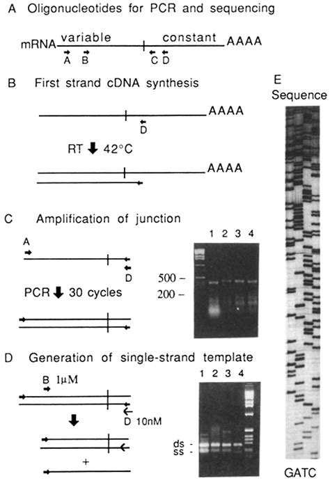 Sequencing Strategy For TCR Genes A Oligonucleotides Are Constructed Download Scientific