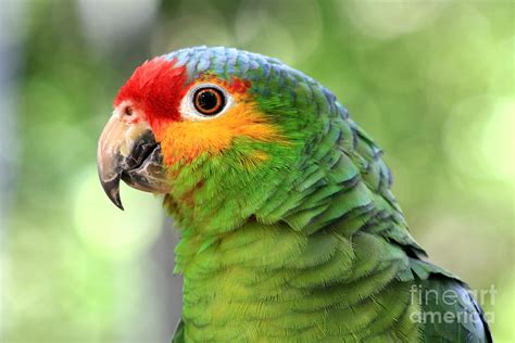 Red Lored Amazon Parrot Photograph By Teresa Zieba Fine Art America