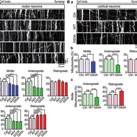 Als Mutant Sod1 Impairs Axonal Transport Of Mitochondria Axonal