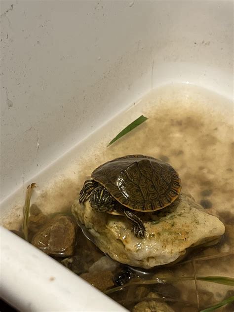 Species Identification R Turtle