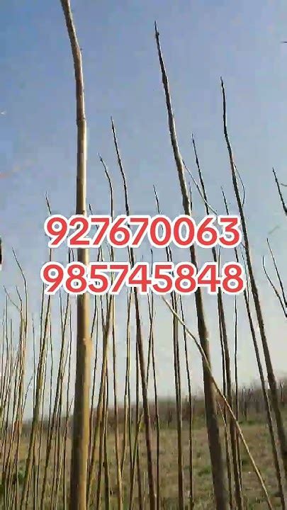 агротехнологии бизнес тикток агро Youtube