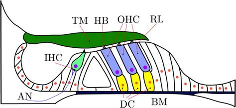 comparison of nonlinear mammalian cochlear partition models the
