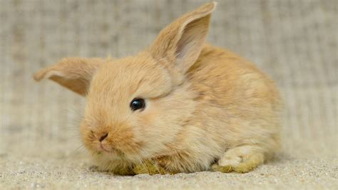 Download Adorable Brown Baby Bunny Wallpaper Wallpapers Com