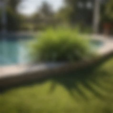 Comprehensive Guide To Southern Lawn Grasses