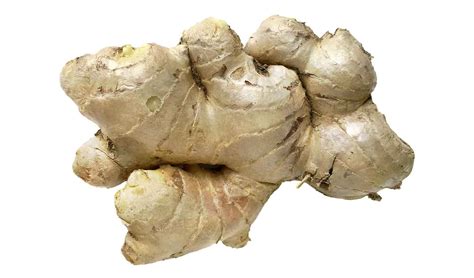 Cara Menanam Jahe Gajah Kampustani Com